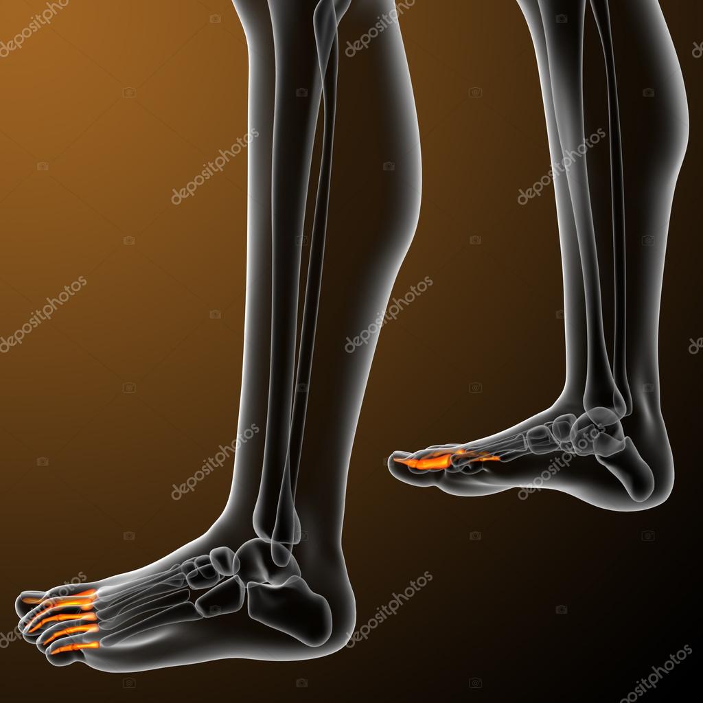 Human Foot Front View