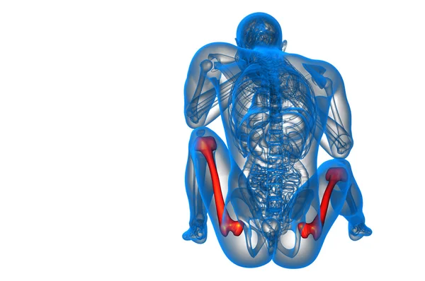 Sitting anatomy Stock Photos, Royalty Free Sitting anatomy Images ...