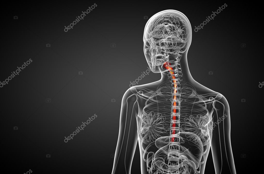 3d ilustração renderizada do esôfago fotos, imagens de © maya2008 #68447151