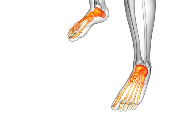 Anatomy of the foot joints Stock Photos, Royalty Free Anatomy of the ...