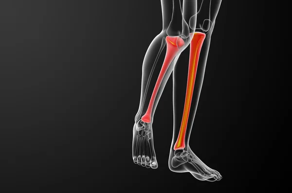 Render Medical Illustration Tibia Bone Side View Stock Photo by ...