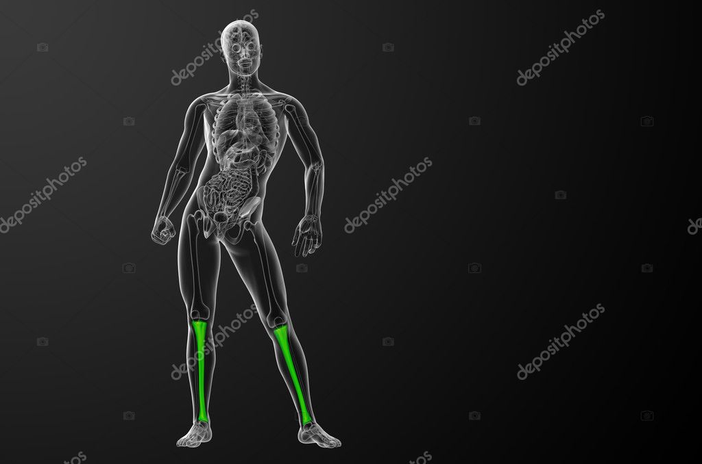 3d hacer ilustración médica del hueso de la tibia 2022