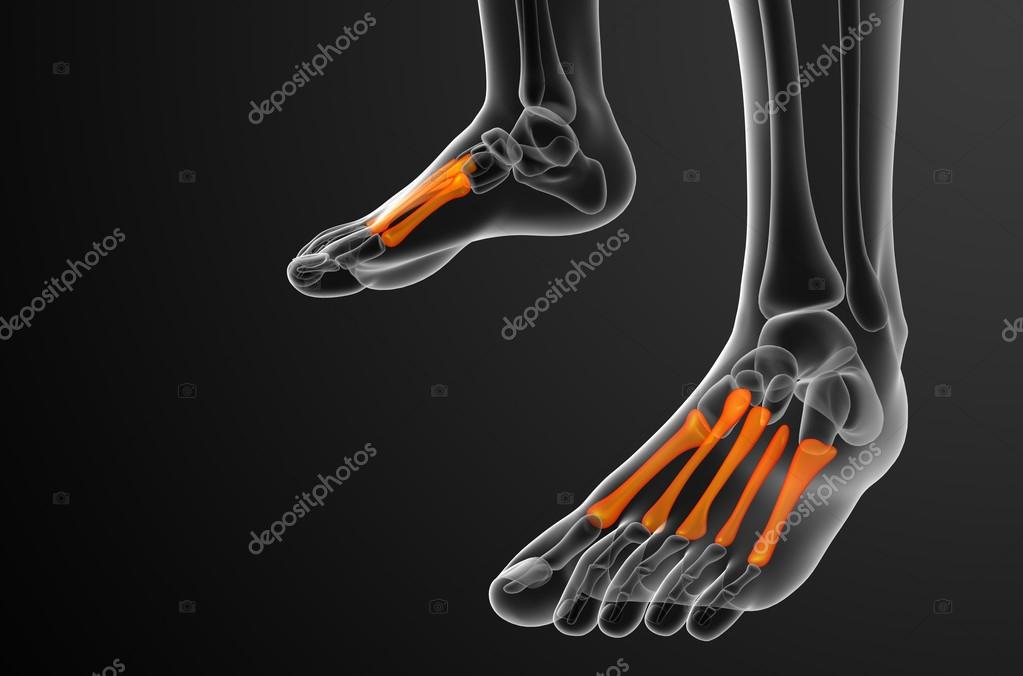 3d hacer ilustración médica de los huesos metatarsianos 2024