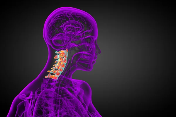 The upper cervical spine Stock Photos, Royalty Free The upper cervical ...