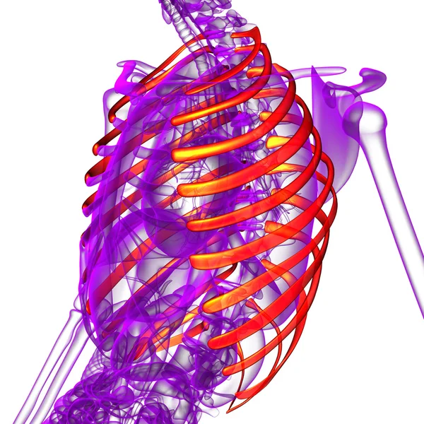 3d render medical illustration of the ribcage - Stock Image - Everypixel