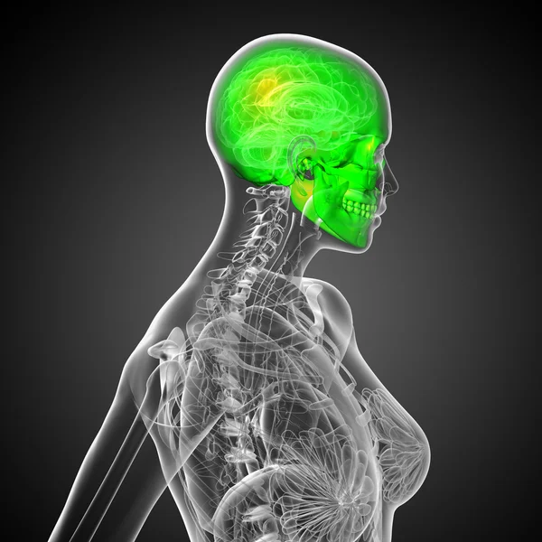 3d render medical illustration of the skull - Stock Image - Everypixel