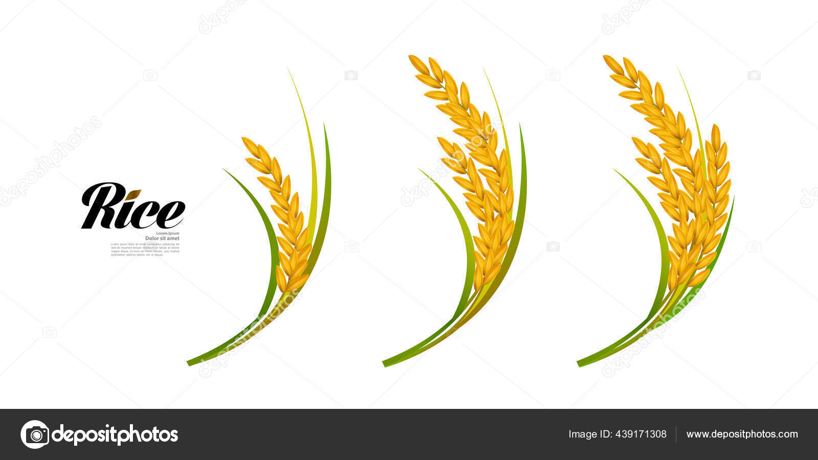 Premium Arroz Gran Calidad Diseño Concepto Vector Vector de stock por ...