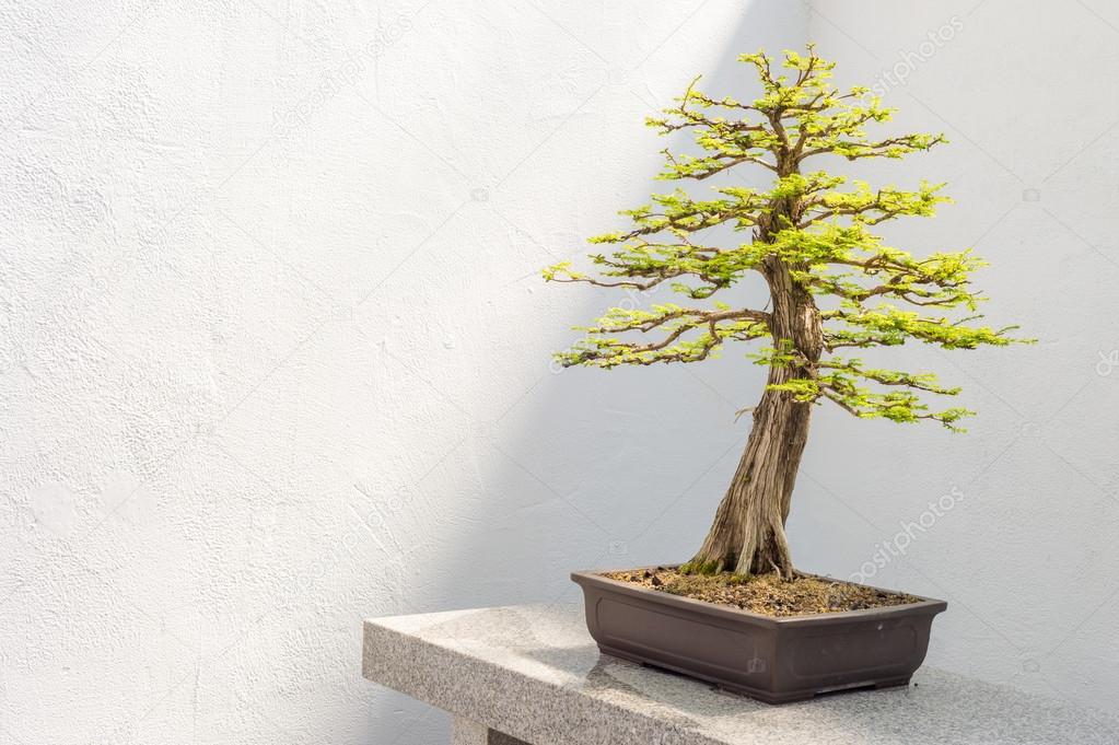 Bald Cypress Bonsai — Stock Photo © marcbruxelle #107949728