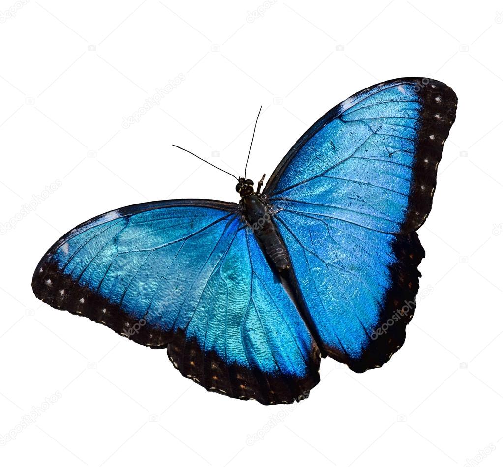 Blue Morpho butterfly isolated over white background — Stock Photo ...