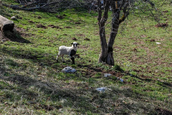 Berger homme berger Stock Photos, Royalty Free Berger homme berger ...