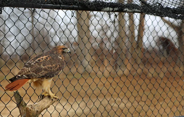 Centre de rapaces images libres de droit, photos de Centre de rapaces ...