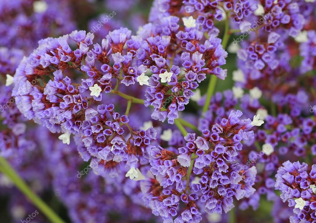 Statice fleur connue aussi sous le nom de limonium image libre de droit ...