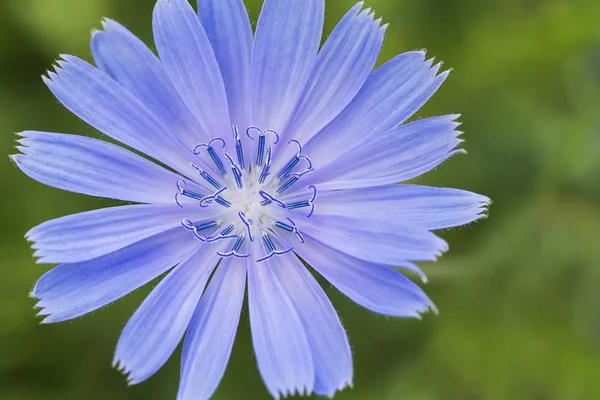 5,052 Chicory flower Stock Photos | Free & Royalty-free Chicory flower ...