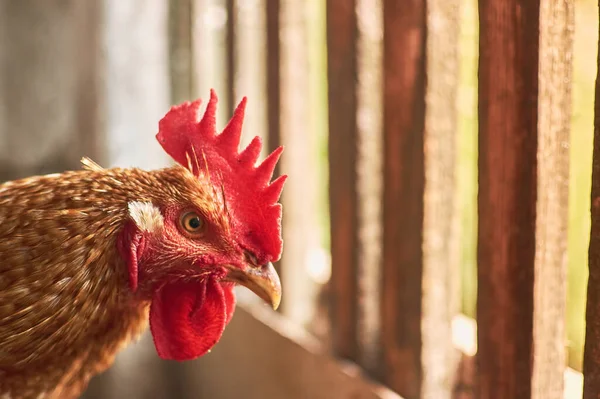 Chicken prison Stock Photos, Royalty Free Chicken prison Images ...