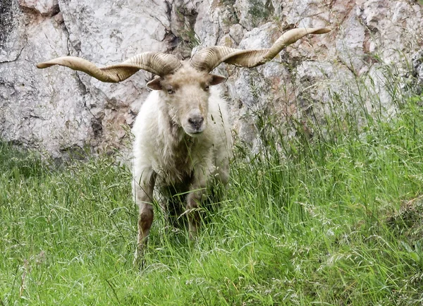Goat geiranger Stock Photos, Royalty Free Goat geiranger Images ...