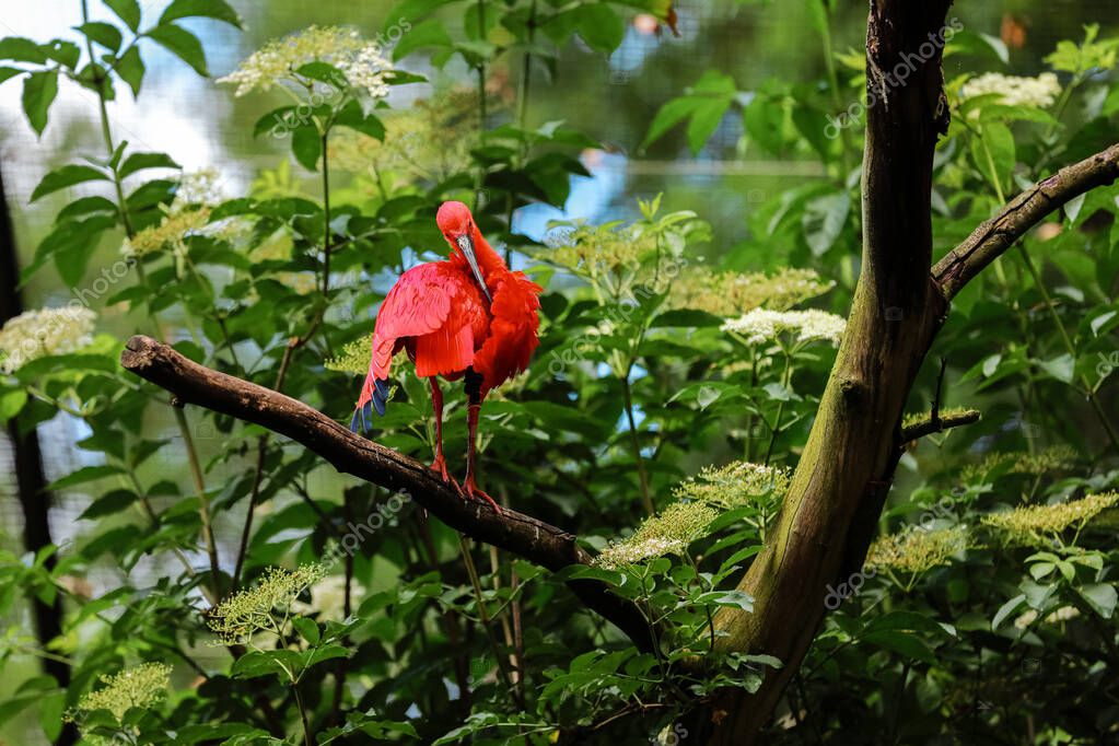El ibis escarlata, Eudocimus ruber sentado en el árbol. ibis rojo en ...