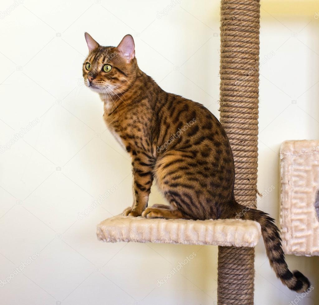 Dwarf Leopard Kittens