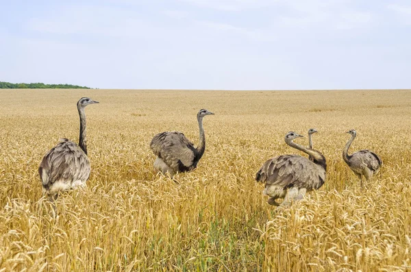 American greater rheas Stock Photos, Royalty Free American greater ...