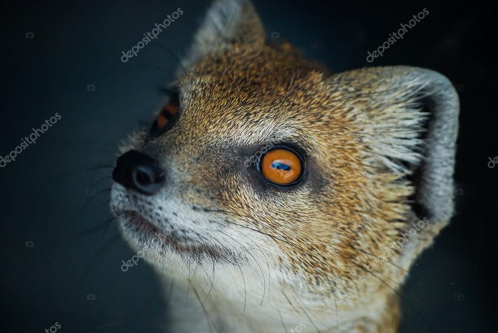 Mongoose Eyes