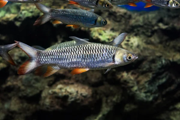 Brzanka rekinia Stock Photos, Royalty Free Brzanka rekinia Images ...