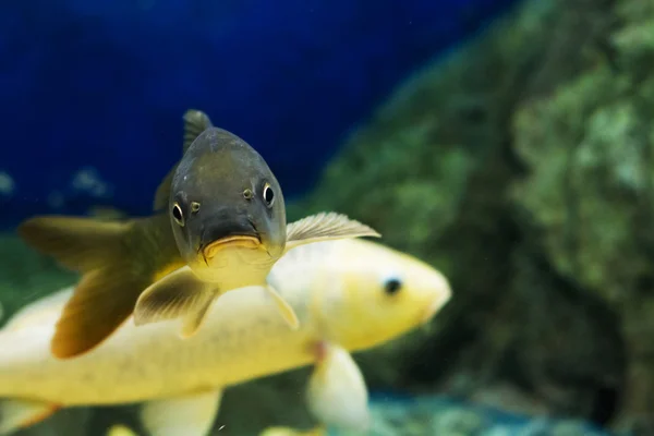 La carpa común (Cyprinus Carpio ) 2024