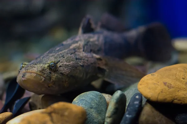 Sleepy Goby Marbled Sleeper Fish — Stock Photo © Jcomp #111212378