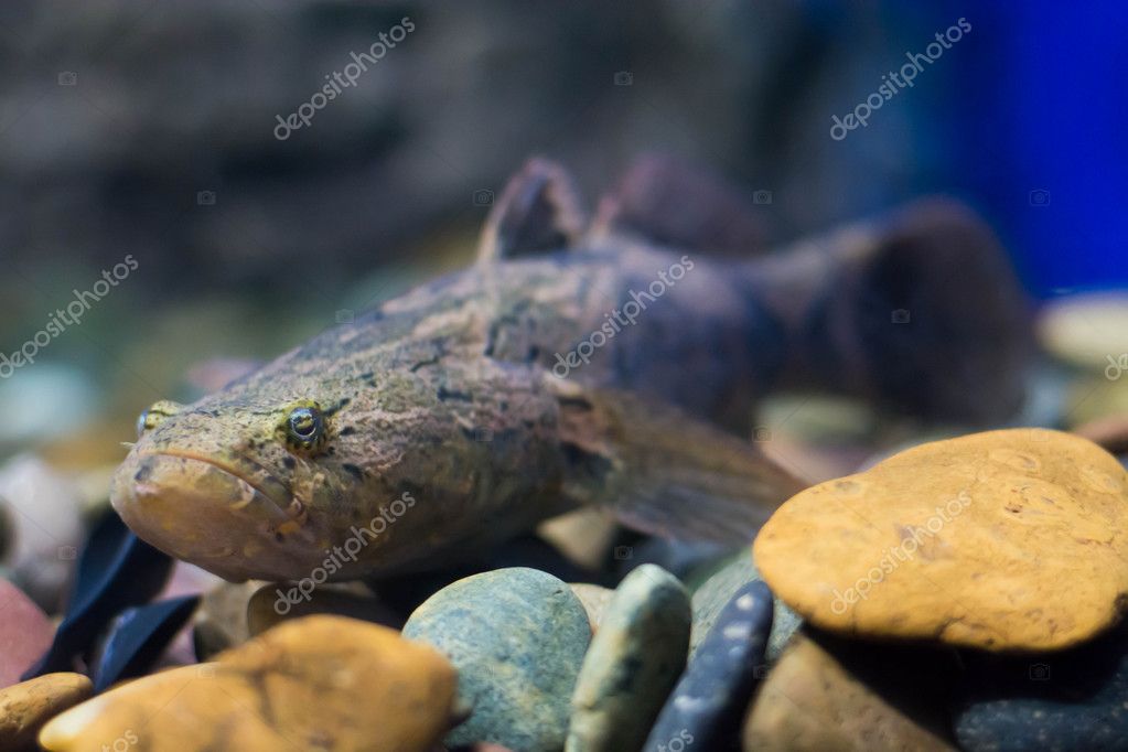 Sleepy Goby Marbled Sleeper Fish — Stock Photo © Jcomp #111212378