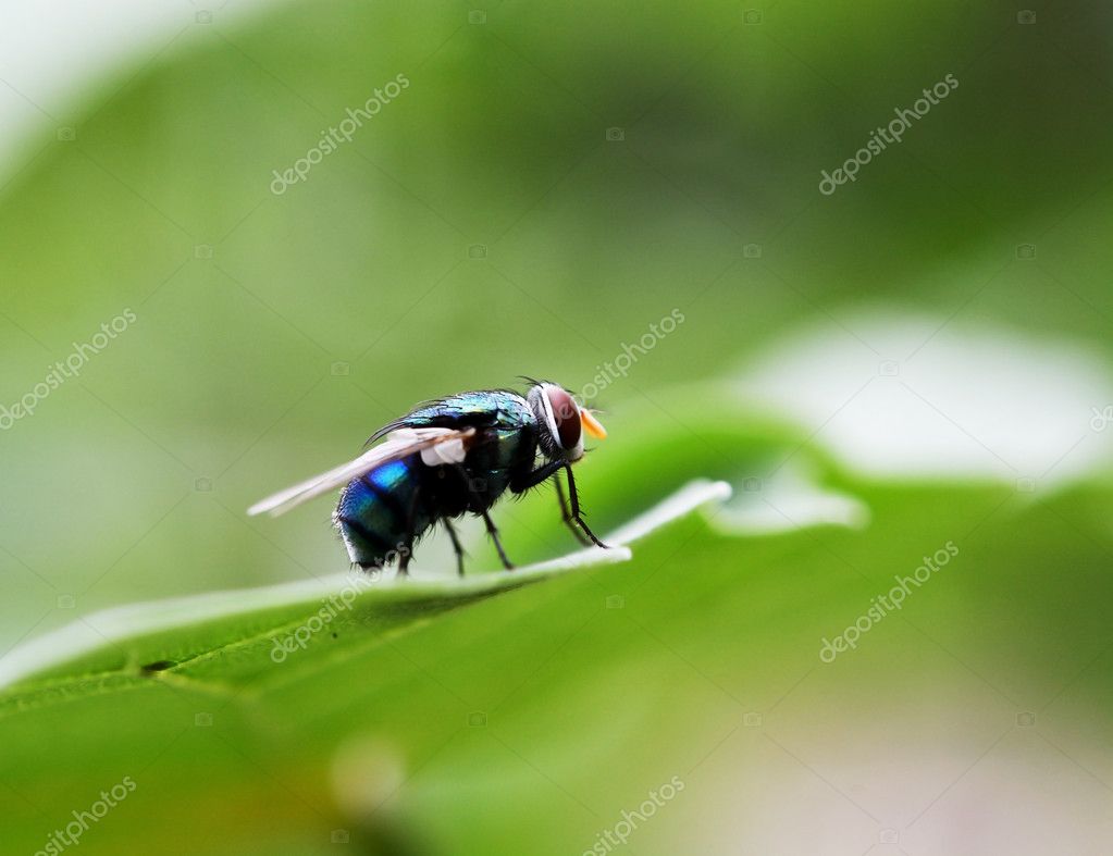 casa mosca (moscas) de cerca sentado en hoja verde 2024