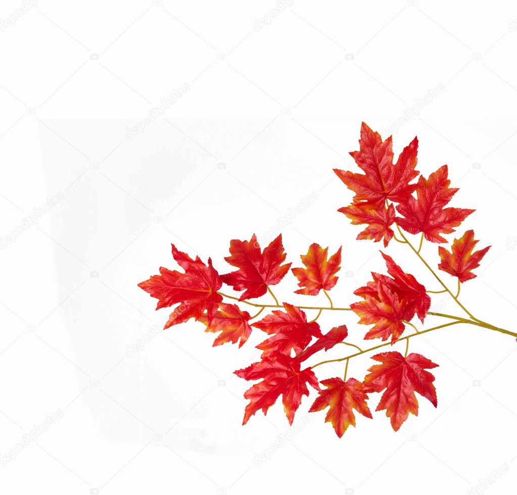 Red Maple Leaf White Background Stock Photo by ©Jcomp 111250246