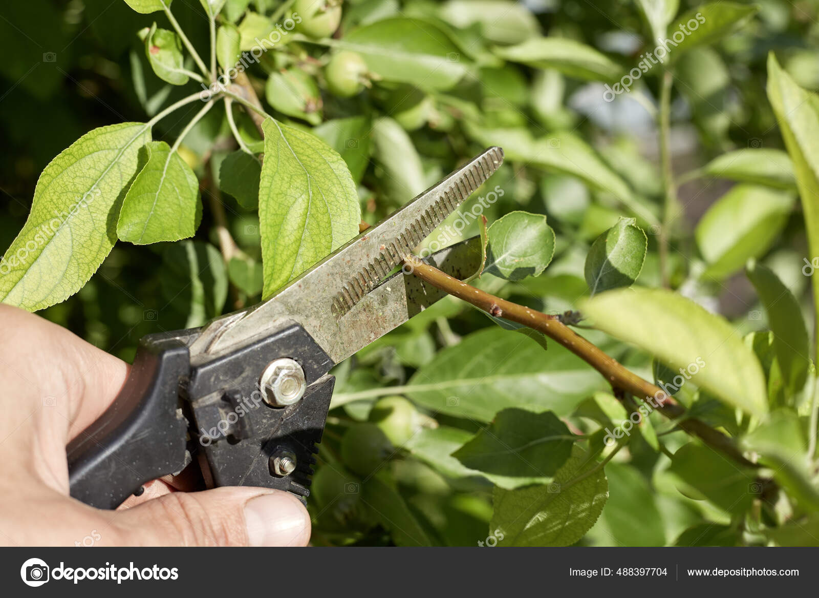 Farmer His Garden Pruning Branches Leaves Apple Tree Taking Care ...