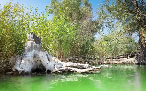 snag in water - Stock Image - Everypixel
