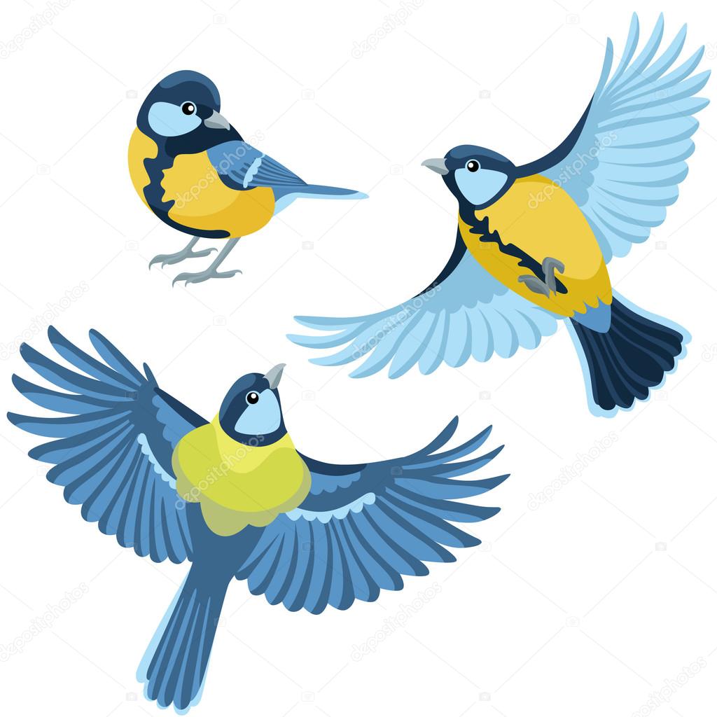 Meise auf weißem Hintergrund - Vektorgrafik: lizenzfreie Grafiken ...