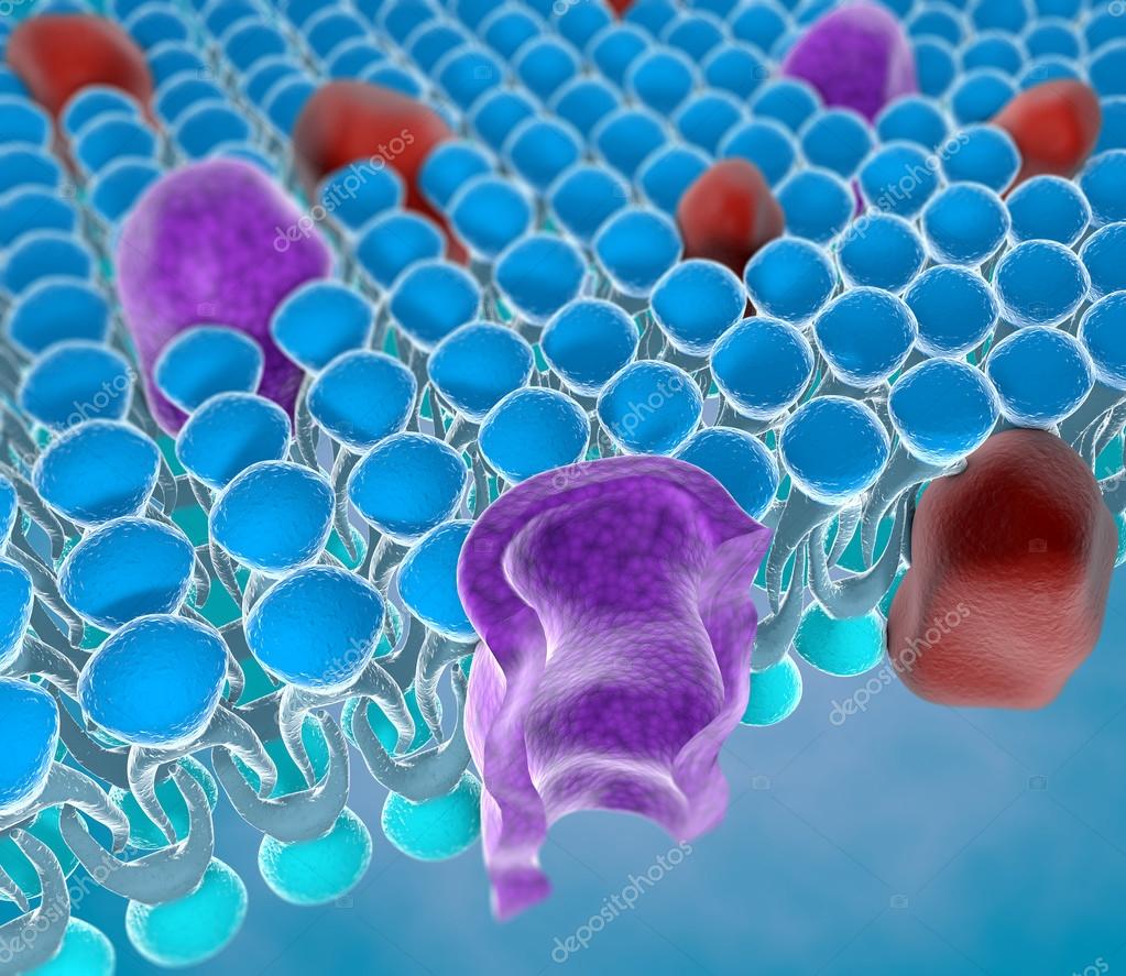 Structure of plasma membrane of cell Stock Photo by ©vampy1 64864133