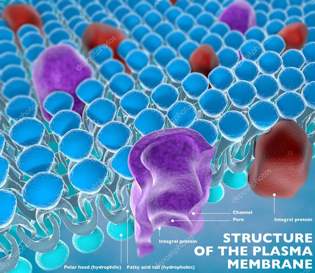 Structure of plasma membrane of cell — Stock Photo © vampy1 #64864815