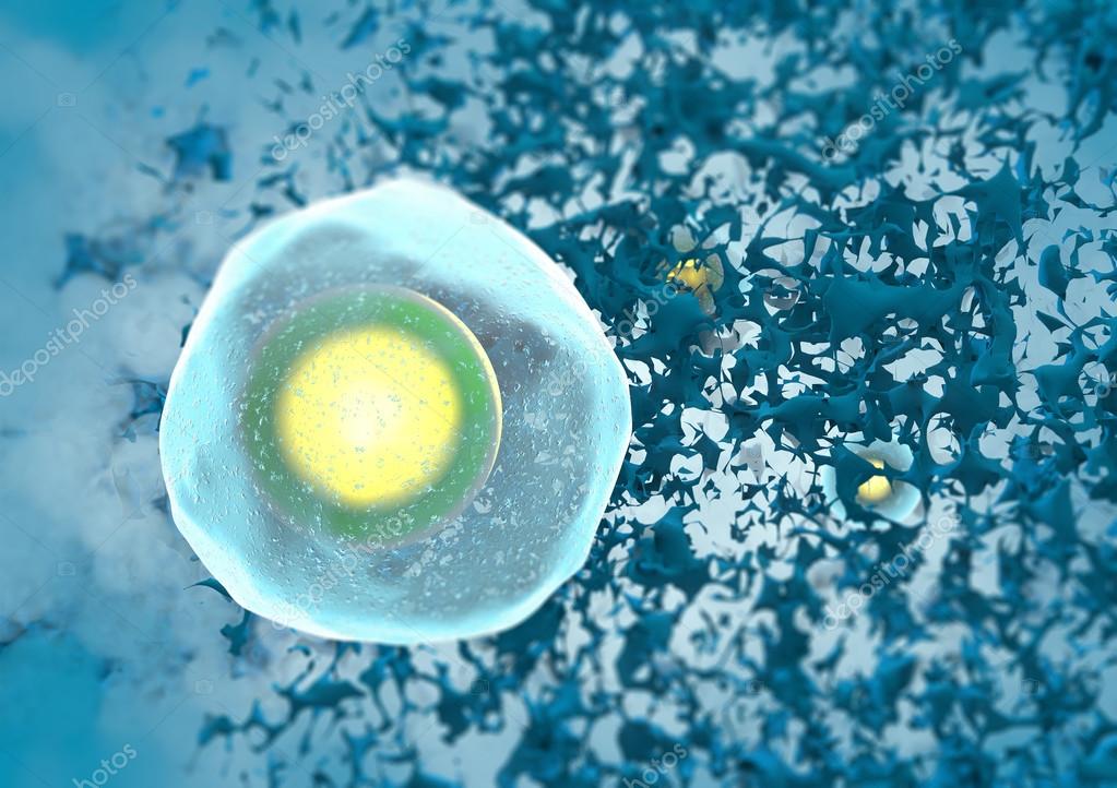 Single human egg cell ⬇ Stock Photo, Image by © vampy1 #73461897