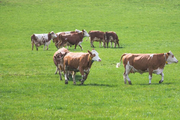 Aubrac cattle Stock Photos, Royalty Free Aubrac cattle Images ...