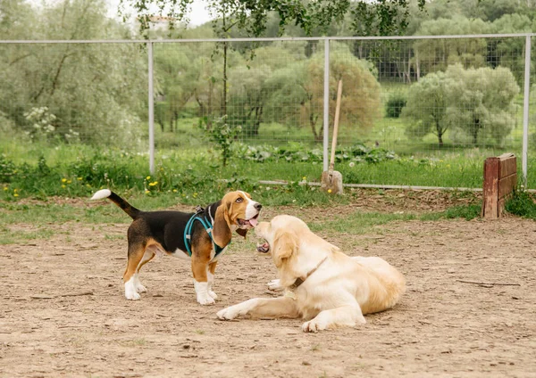 two golden retrievers and beagle dogs get to know each other, sniff each other and play together ...