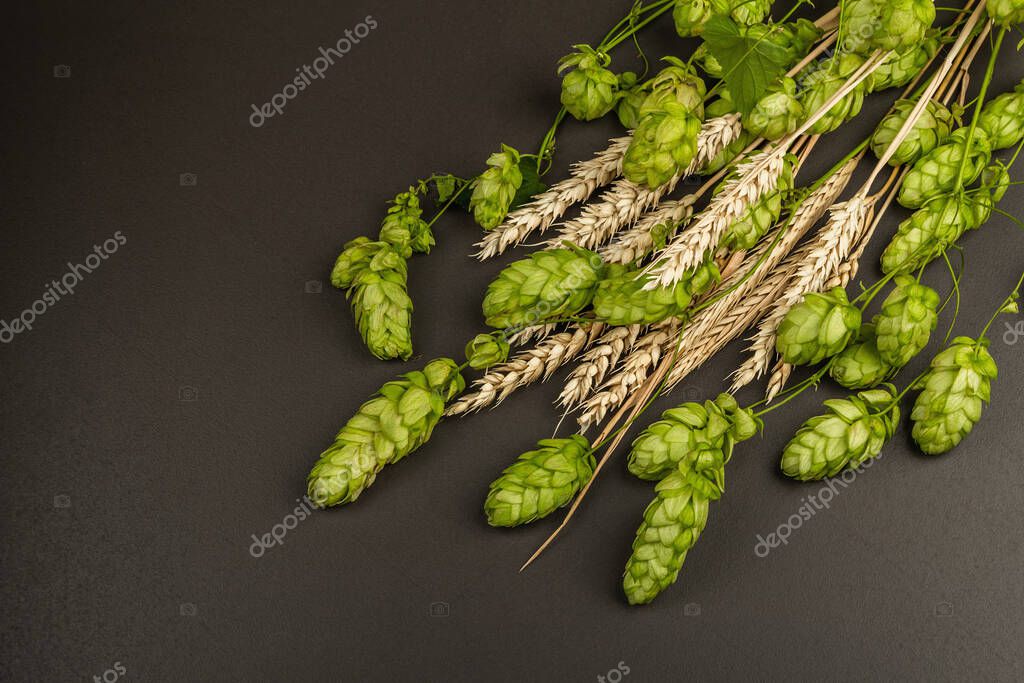 Fondo concepto cerveza de trigo. Conos de l pulo y espigas de trigo est n dispuestos en la ...