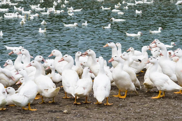 Goose race Stock Photos, Royalty Free Goose race Images | Depositphotos