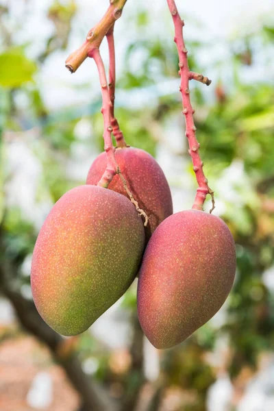 Close-up of mango fruits on mango tree in Tainan, Taiwan. - Stock Image ...