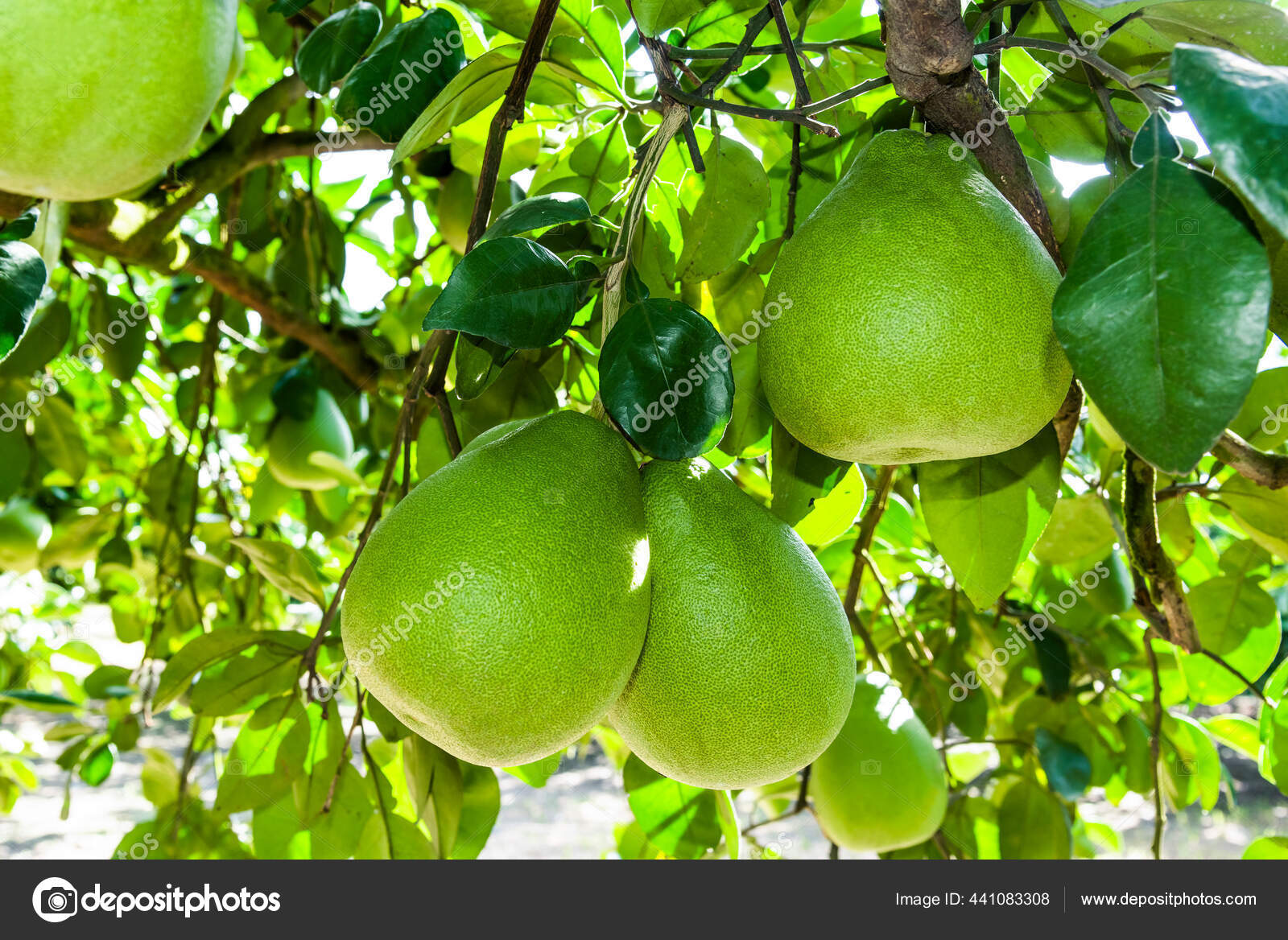 Pomelo Fruit Tree