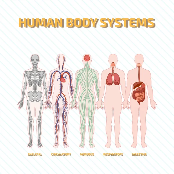Sistemas del cuerpo humano imágenes de stock de arte vectorial ...