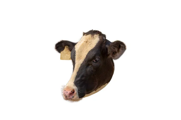Close Side View Cow Head Isolated White Background — Stock Photo © KE ...