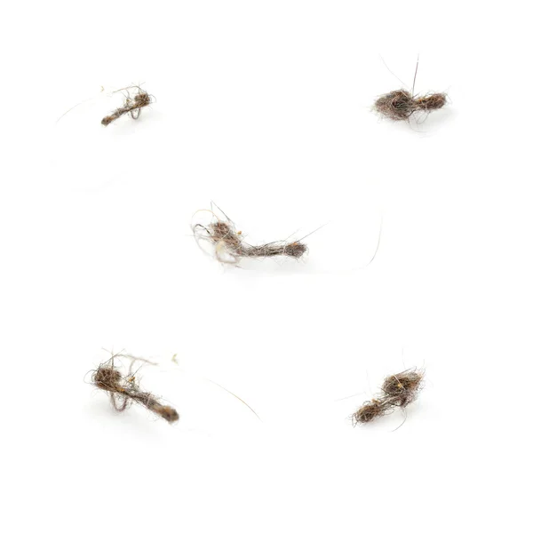 Different lice on a white background — Stock Photo © miramiska #7489458