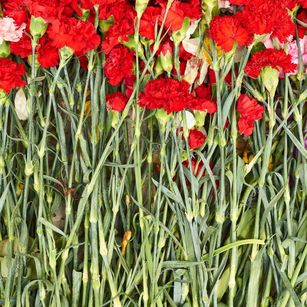 Red dianthus flowers Stock Photo by ©exopixel 54781361