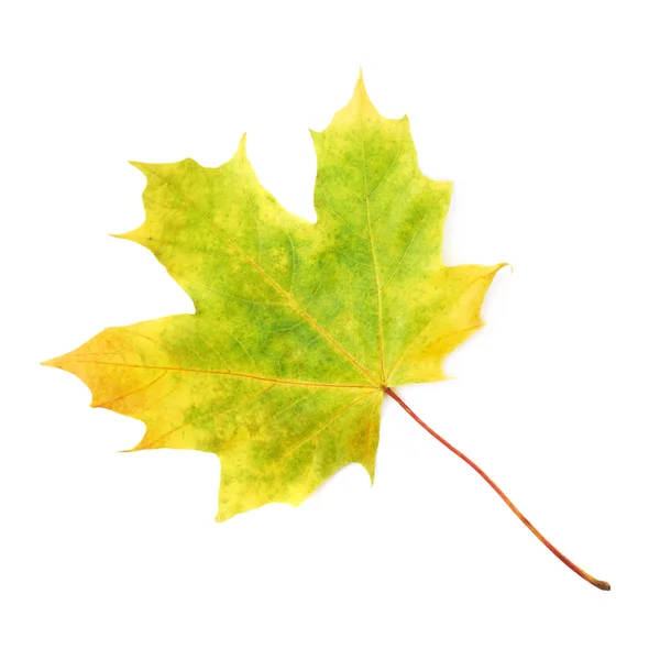 Green maple leaf Stock Photos, Royalty Free Green maple leaf Images ... Green maple leaf Stock Photos, Royalty Free Green maple leaf Images ...