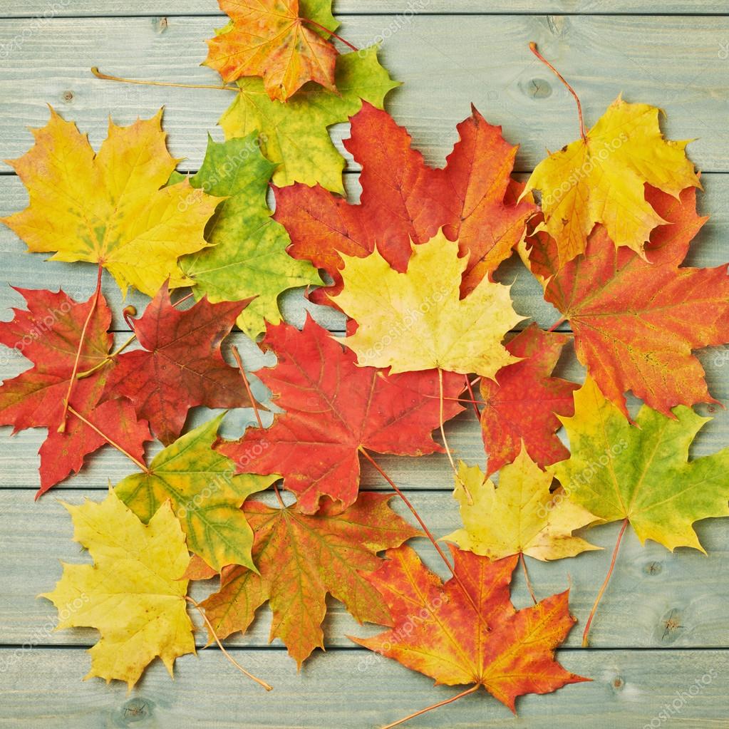Colorful Maple leaves Stock Photo by ©exopixel 60250005