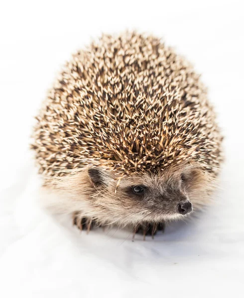 Cute funny Hedgehog Stock Photo by ©axesor 68779613