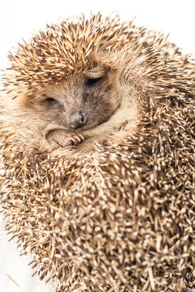 Cute funny Hedgehog Stock Photo by ©axesor 68779613