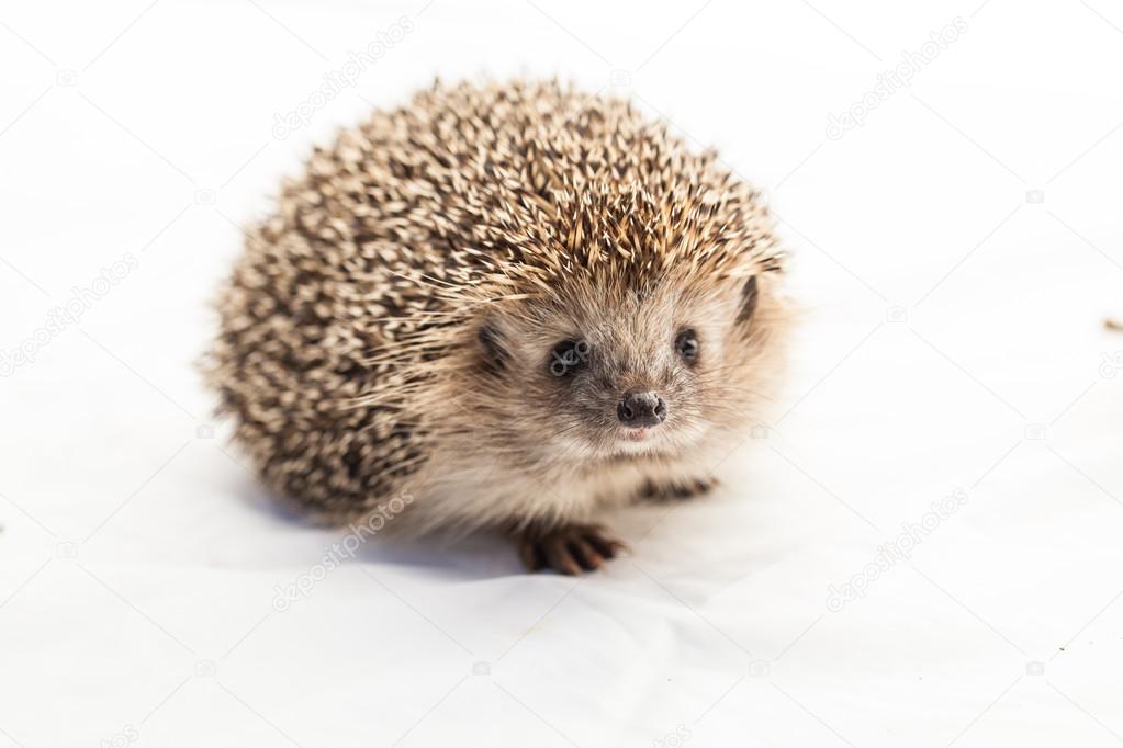 Cute funny Hedgehog Stock Photo by ©axesor 68779613